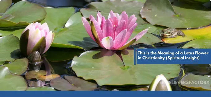 Unique Meaning of a Lotus Flower in Christianity and Spiritual Insight ...